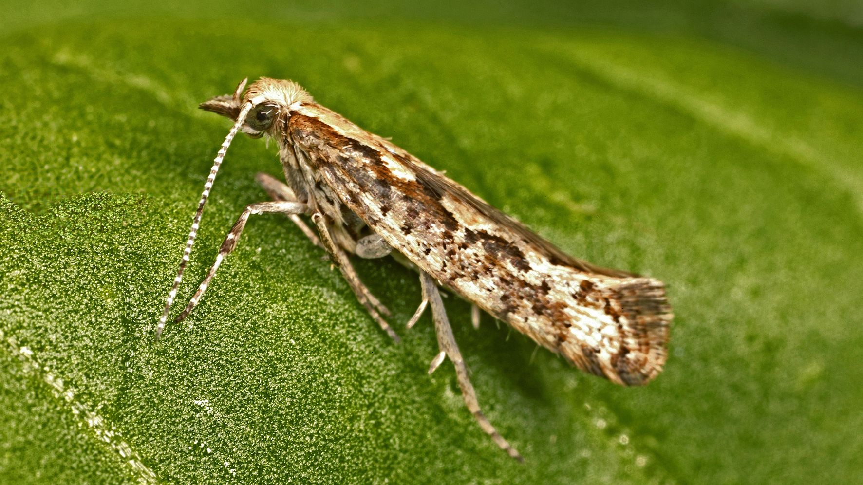 MIT Tech Review: 遺伝子組換え蛾がニューヨークのキャベツ畑に間もなく現れる